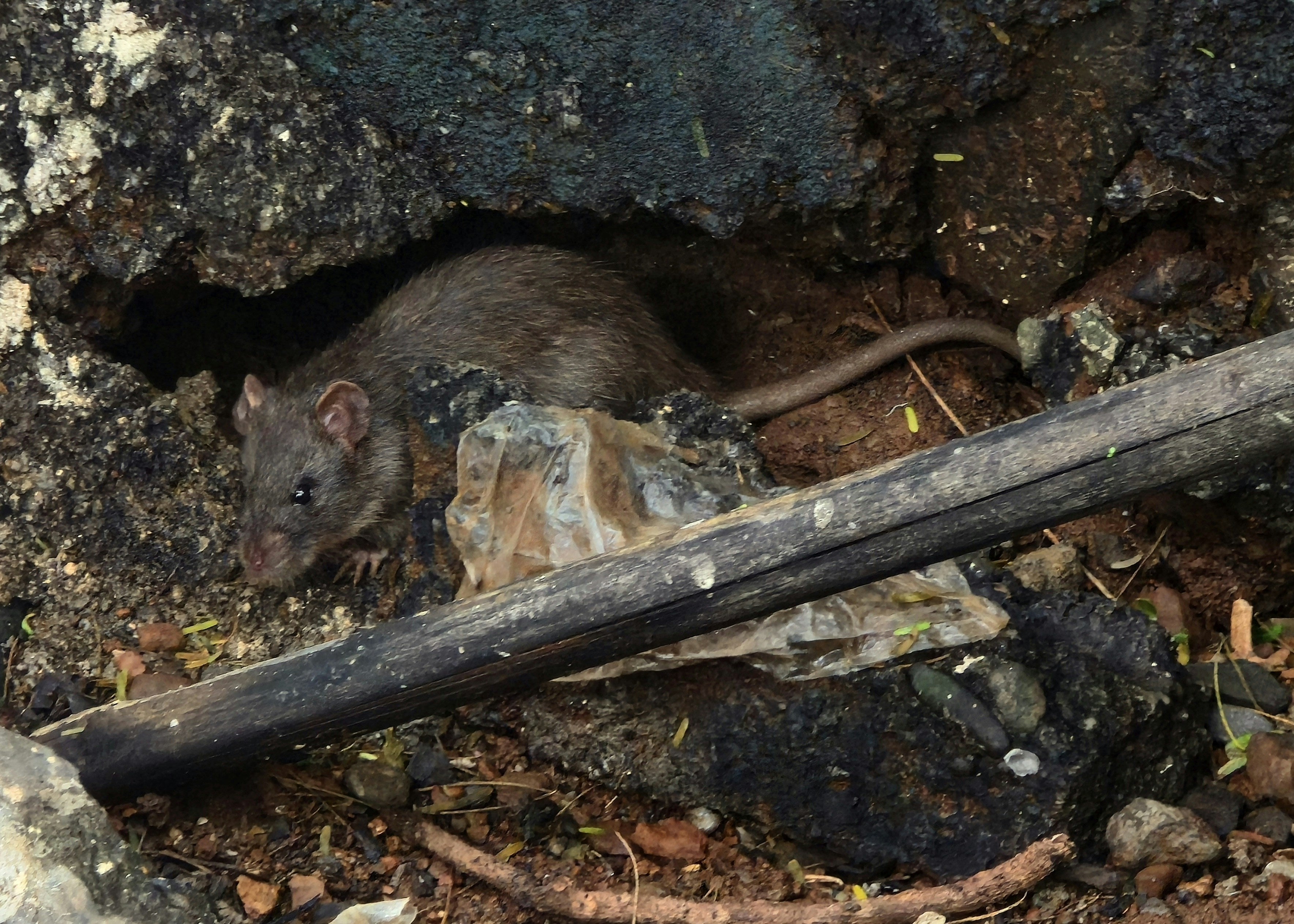 Zinc Phosphide: Powerful Rodent Control Solution for Garden & Farm Pes ...