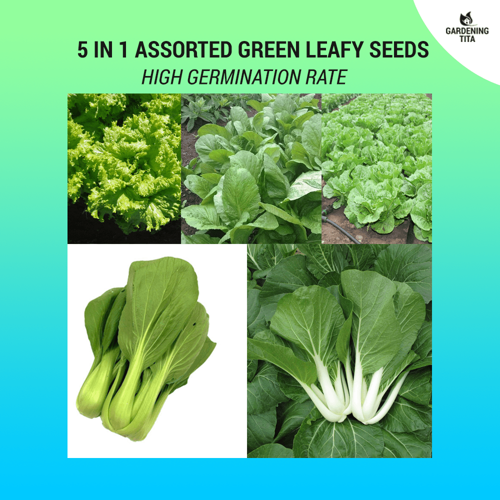 5 1 Assorted Green Leafy Seeds - Gardening Tita